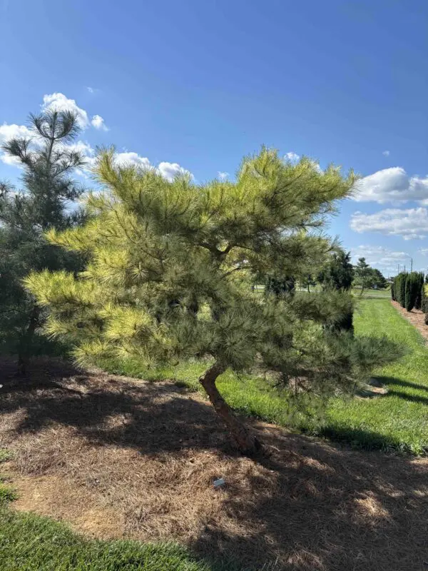 Variegated Japanese Red Pine #4 – Hanselman Landscape & Gardens
