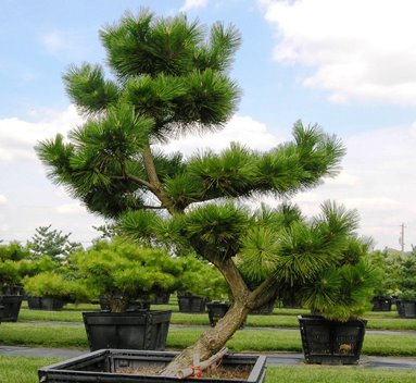 Ornamental Pines | Hanselman Landscape and Gardens