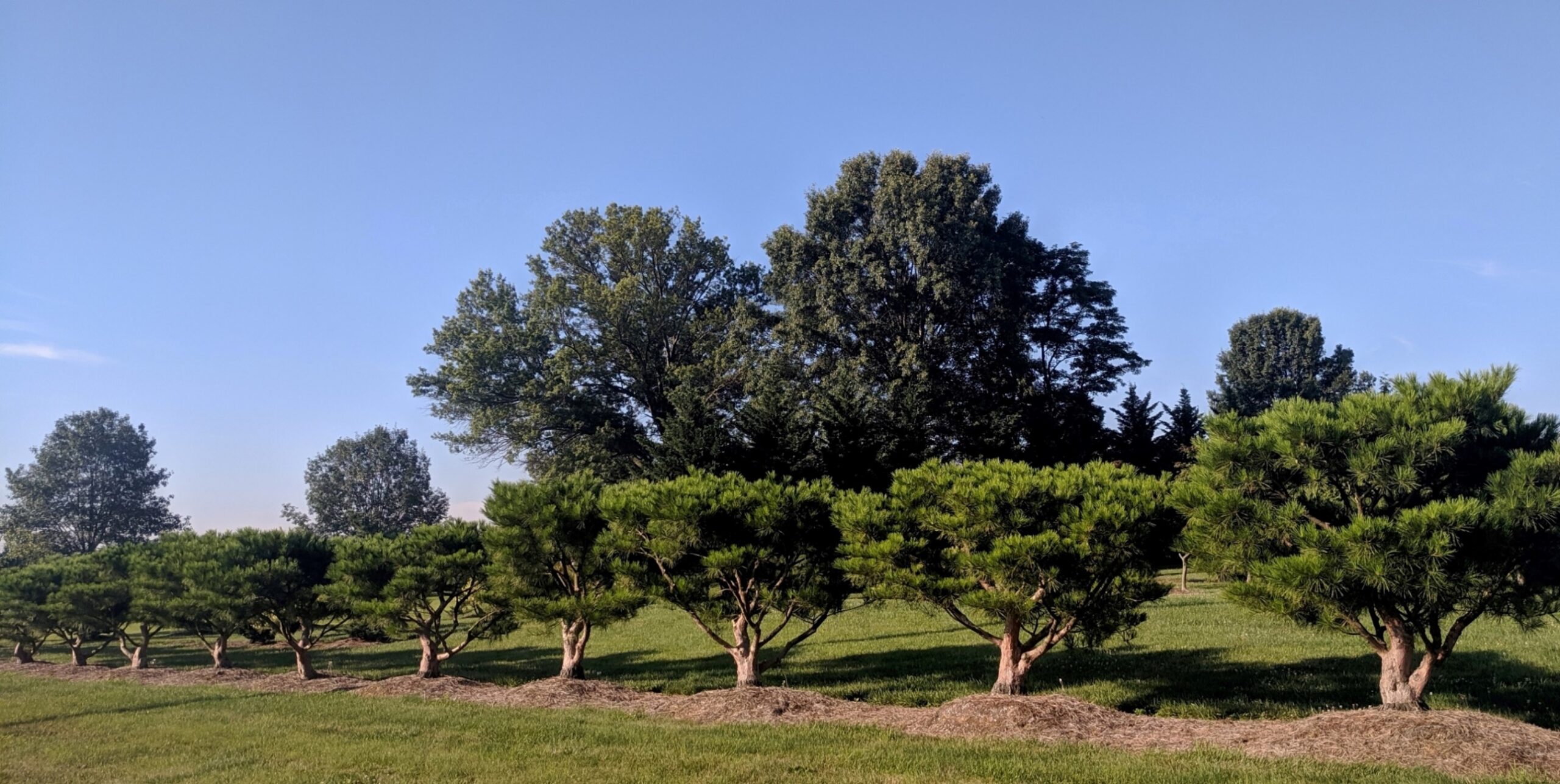 Ornamental Japanese Pine Trees Nursery In South Central PA