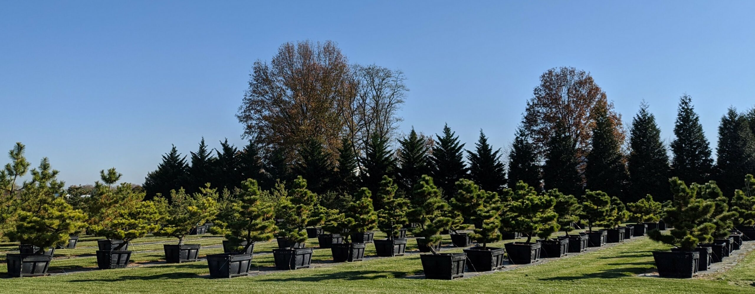 Ornamental Pines – Hanselman Landscape and Gardens