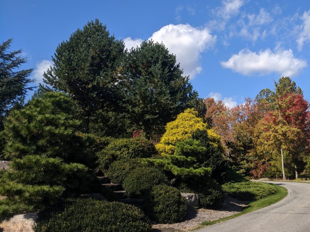 Ornamental Japanese Pine Trees Nursery In South Central PA