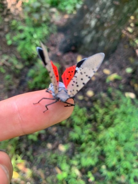 A PLAN FOR TWO PESTS: How An Invasive Plant Species Is Helping To ...