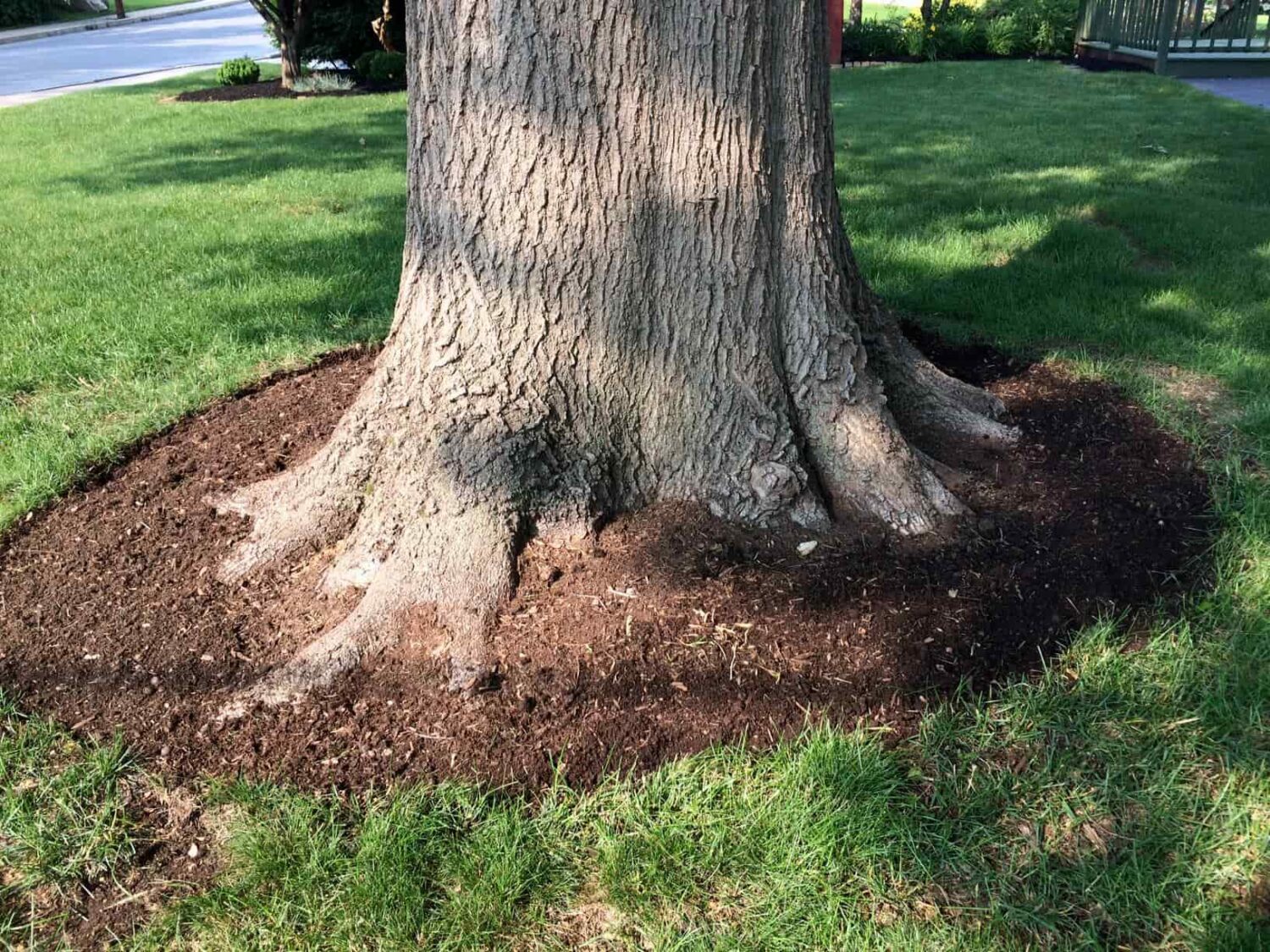 Maintaining A Japanese Maple's Root Flare - Hanselman Gardens