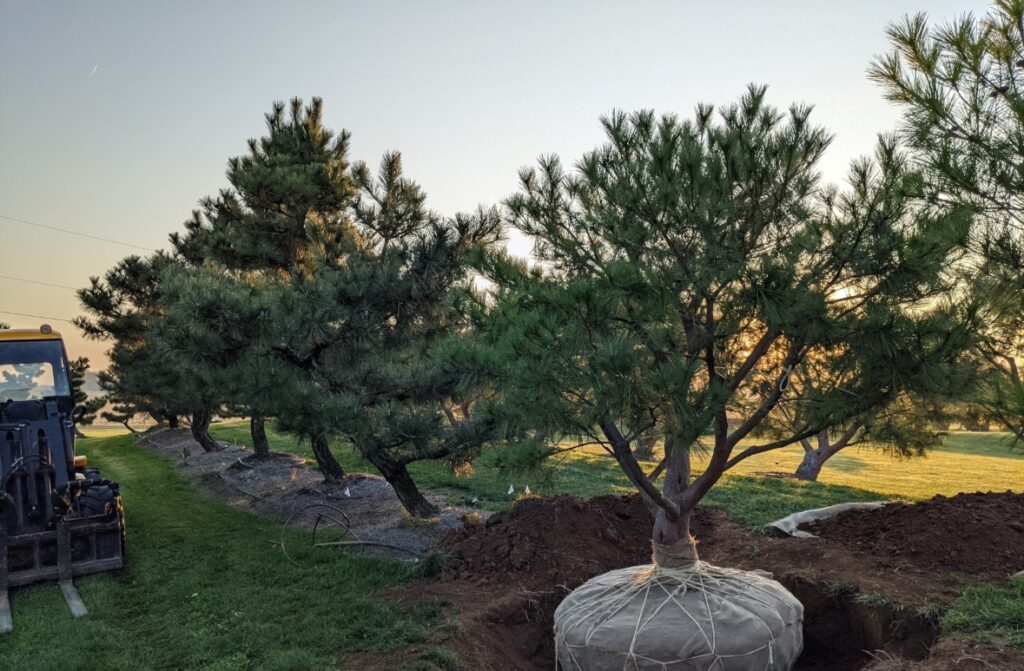 Ornamental Pine Trees