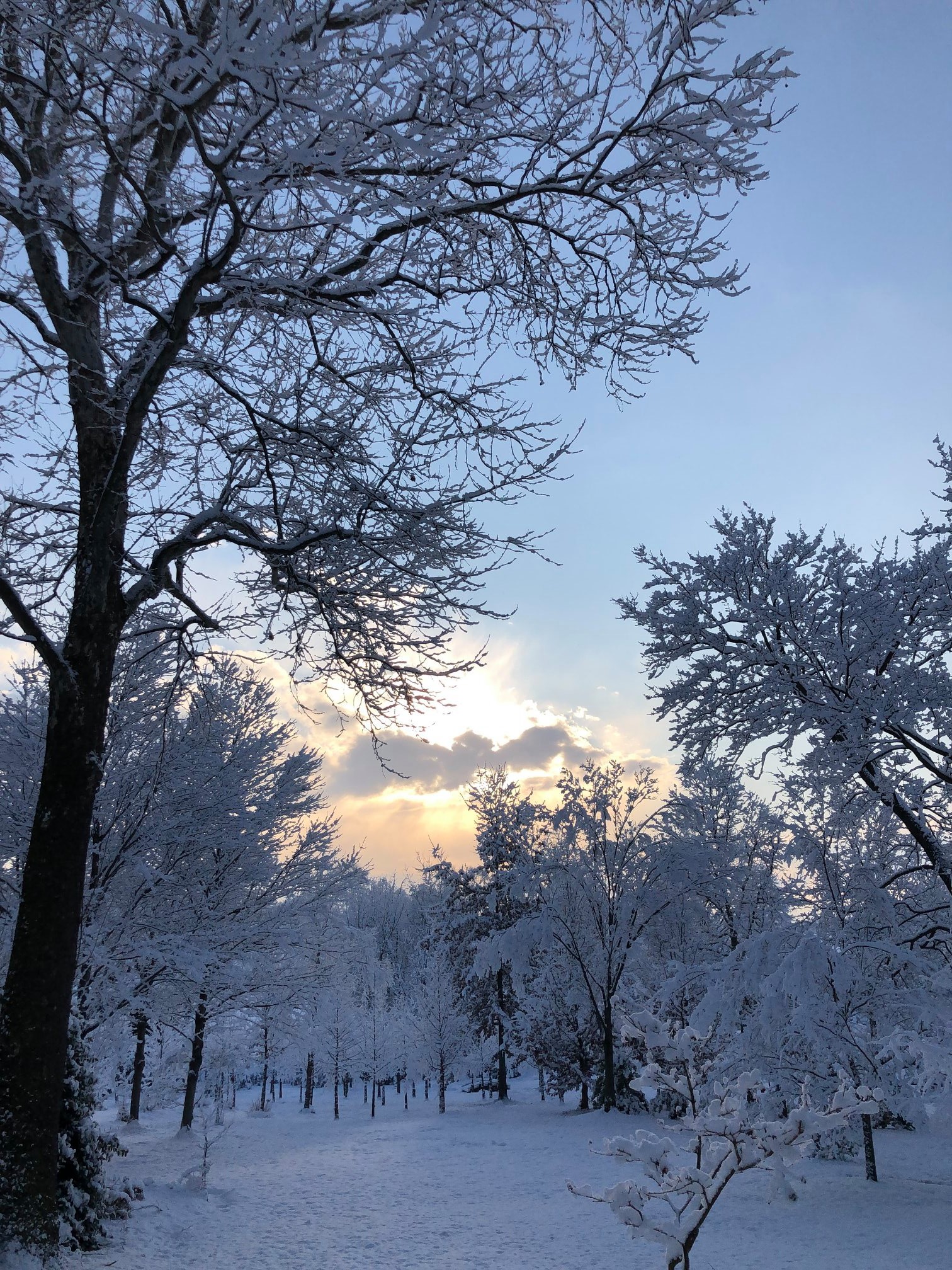 All That Is Gold – Hanselman Landscape & Gardens