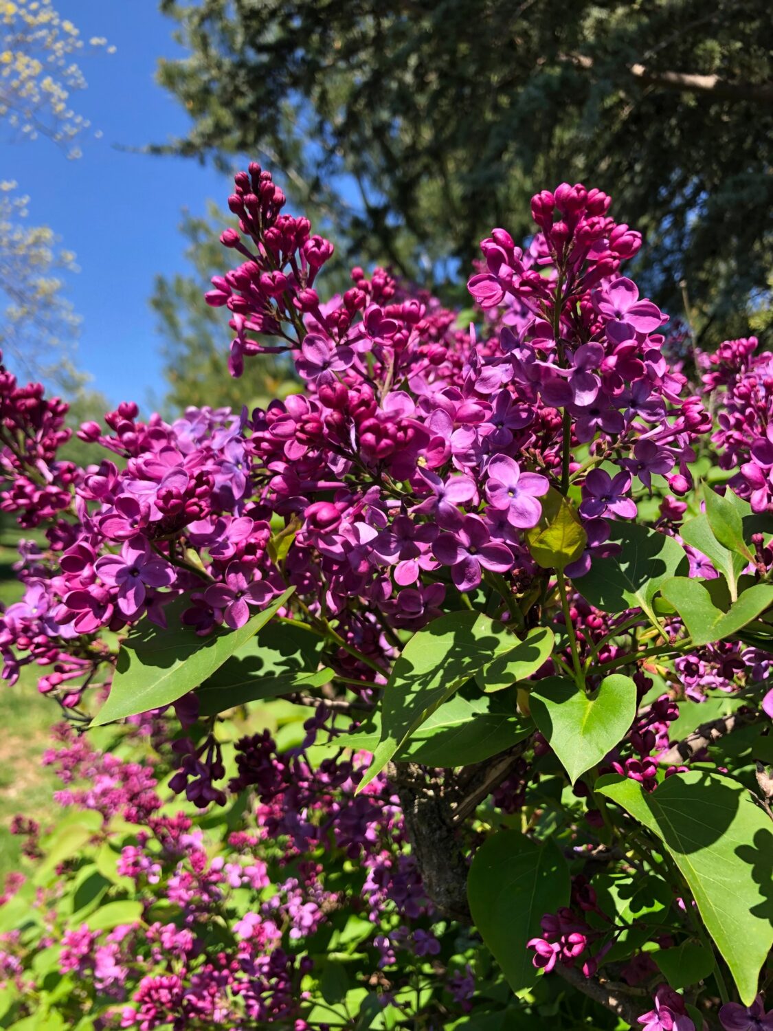 THE LILACS MOTHER PLANTED – Hanselman Landscape & Gardens