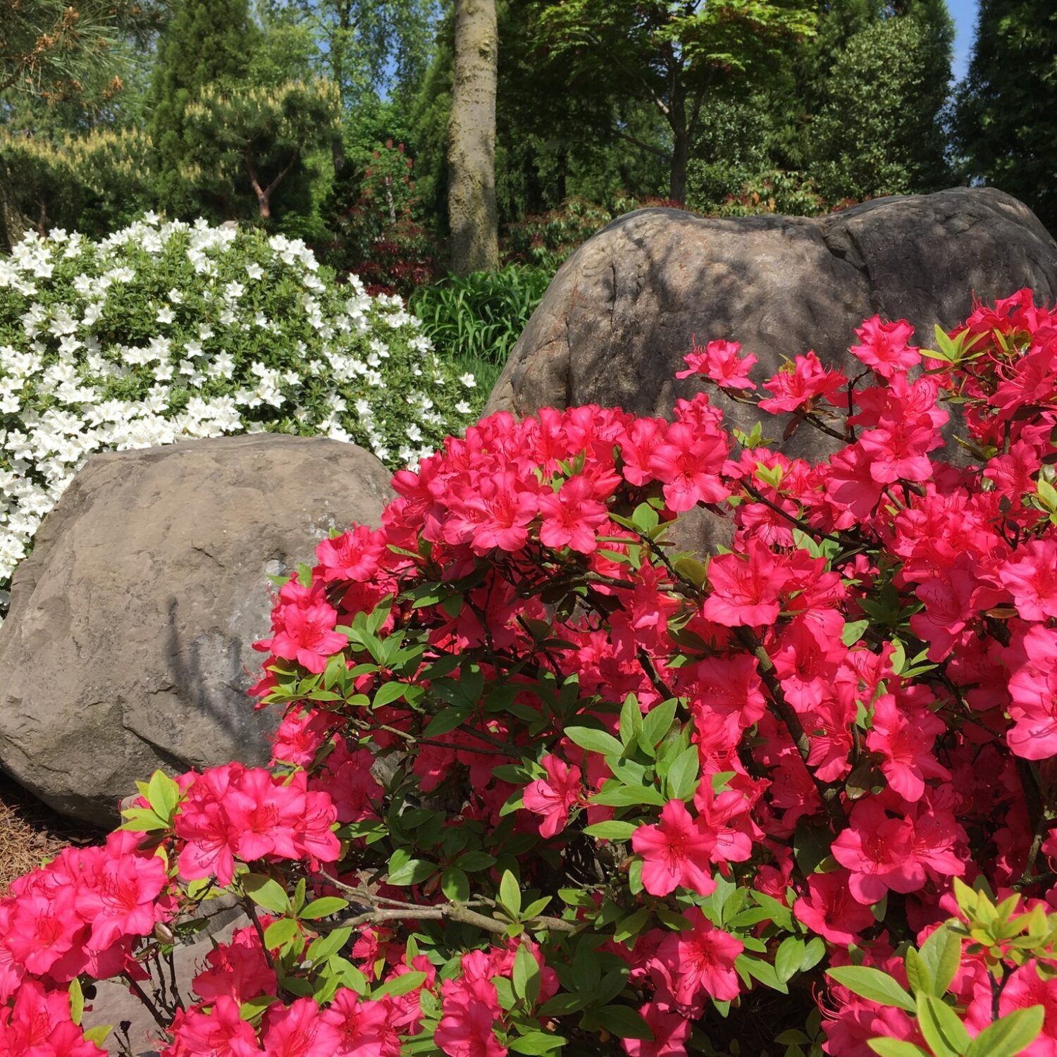 DREAMSCAPES . . . – Hanselman Landscape & Gardens