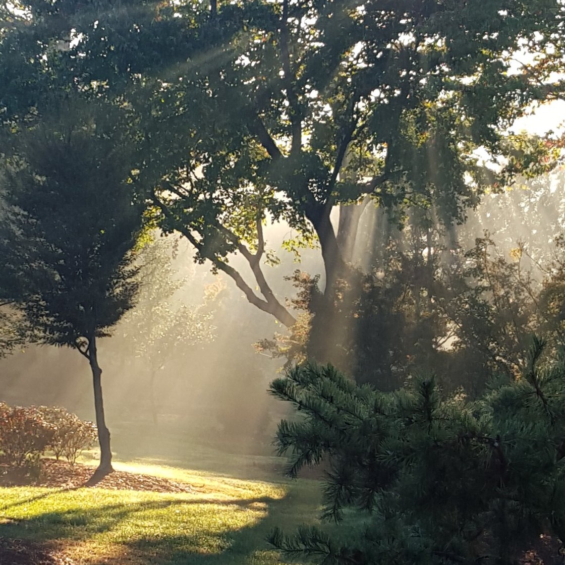 IN MEMORY OF MARTIN LUTHER KING – Hanselman Landscape & Gardens