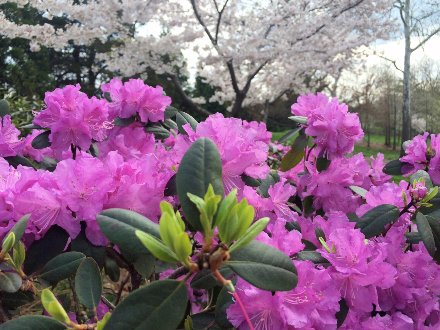GARDEN VIEWS IN SPRING – Hanselman Landscape & Gardens