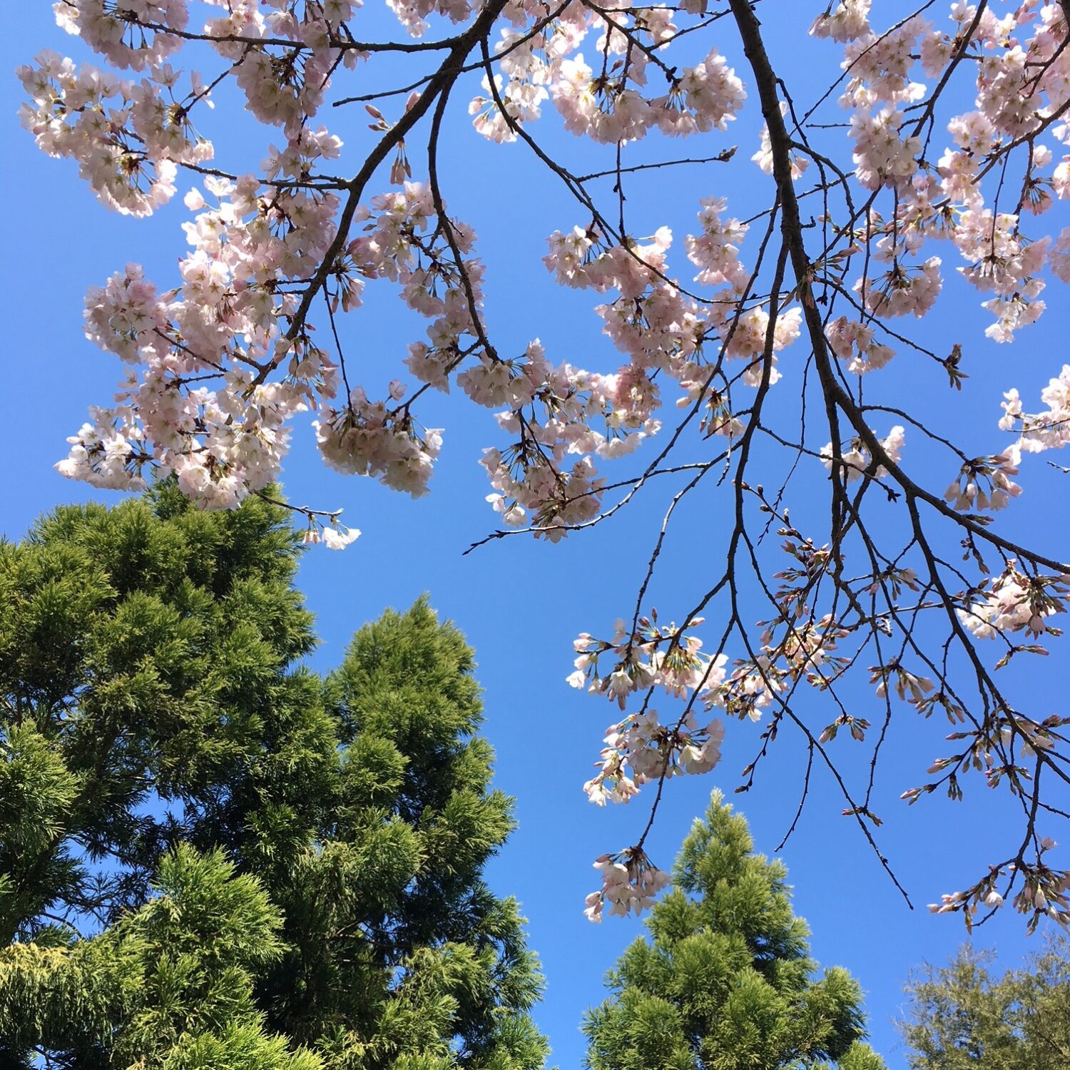 GARDEN VIEWS IN SPRING – Hanselman Landscape & Gardens