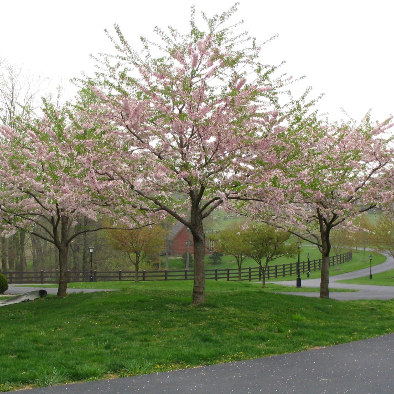THE LURE OF APRIL DAYS – Hanselman Landscape & Gardens