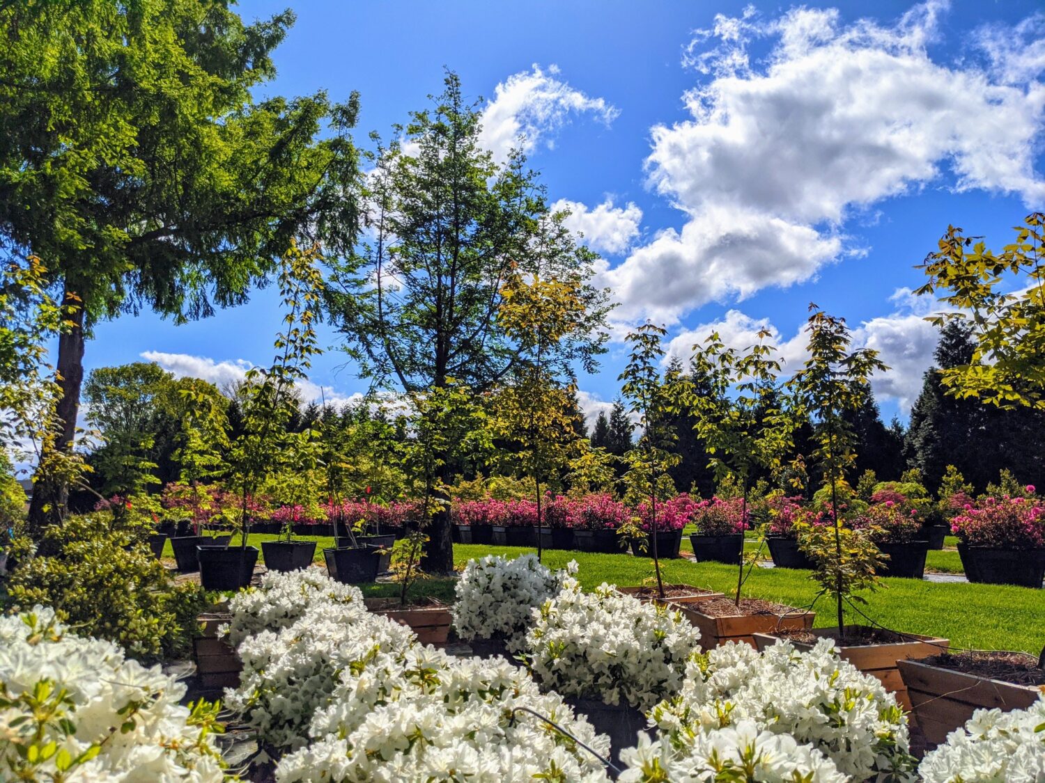 SPRING UNLOCKS THE FLOWERS... – Hanselman Landscape & Gardens
