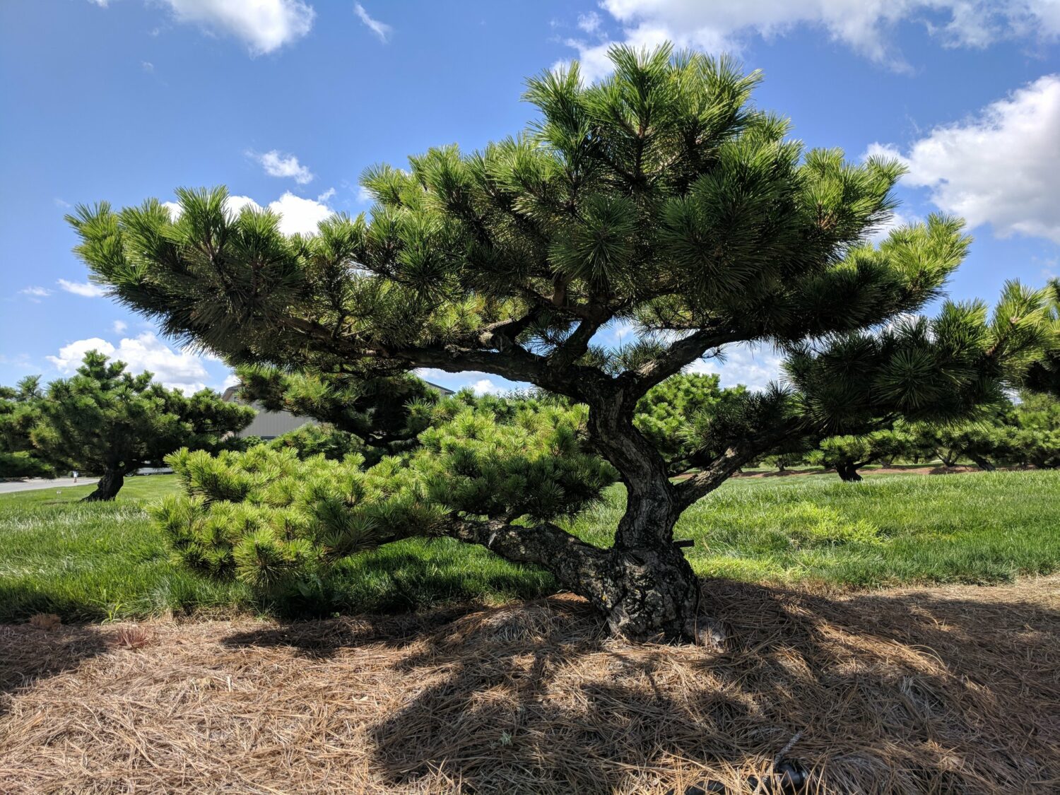 Allow Me To Introduce The JAPANESE BLACK PINE . . . . – Hanselman ...
