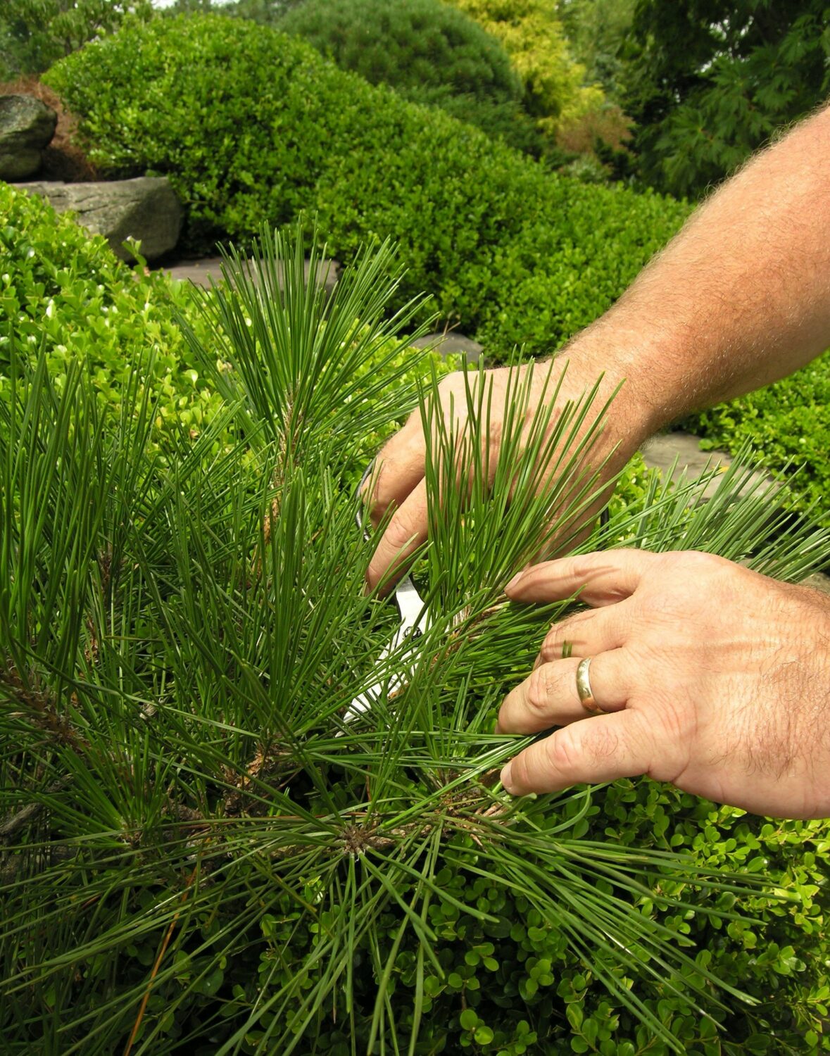 THE PRIORITIES OF GOOD PRUNING (Part 2) – Hanselman Landscape & Gardens