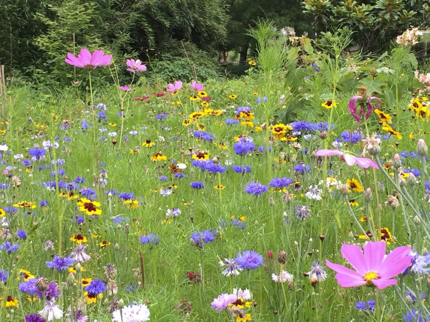 Natural Gardens — Hanselman Landscape And Gardens