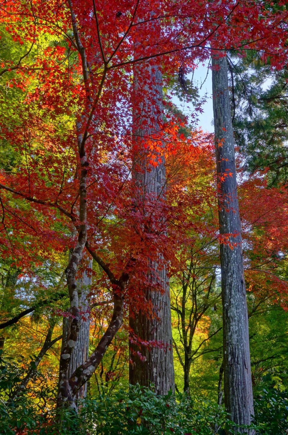 THE YEAR'S GRAND FINALE – Hanselman Landscape & Gardens