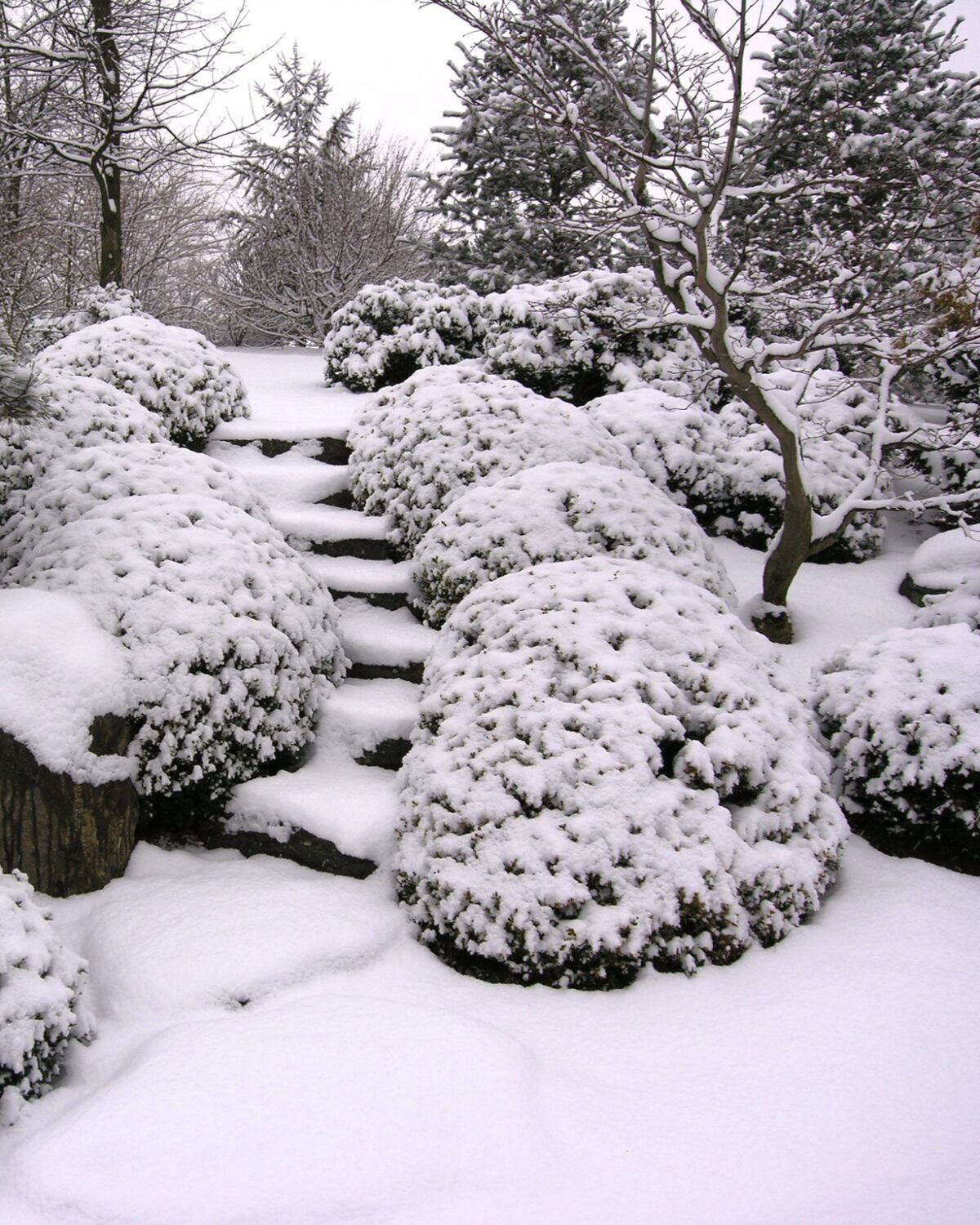 JANUARY MORN – Hanselman Landscape & Gardens