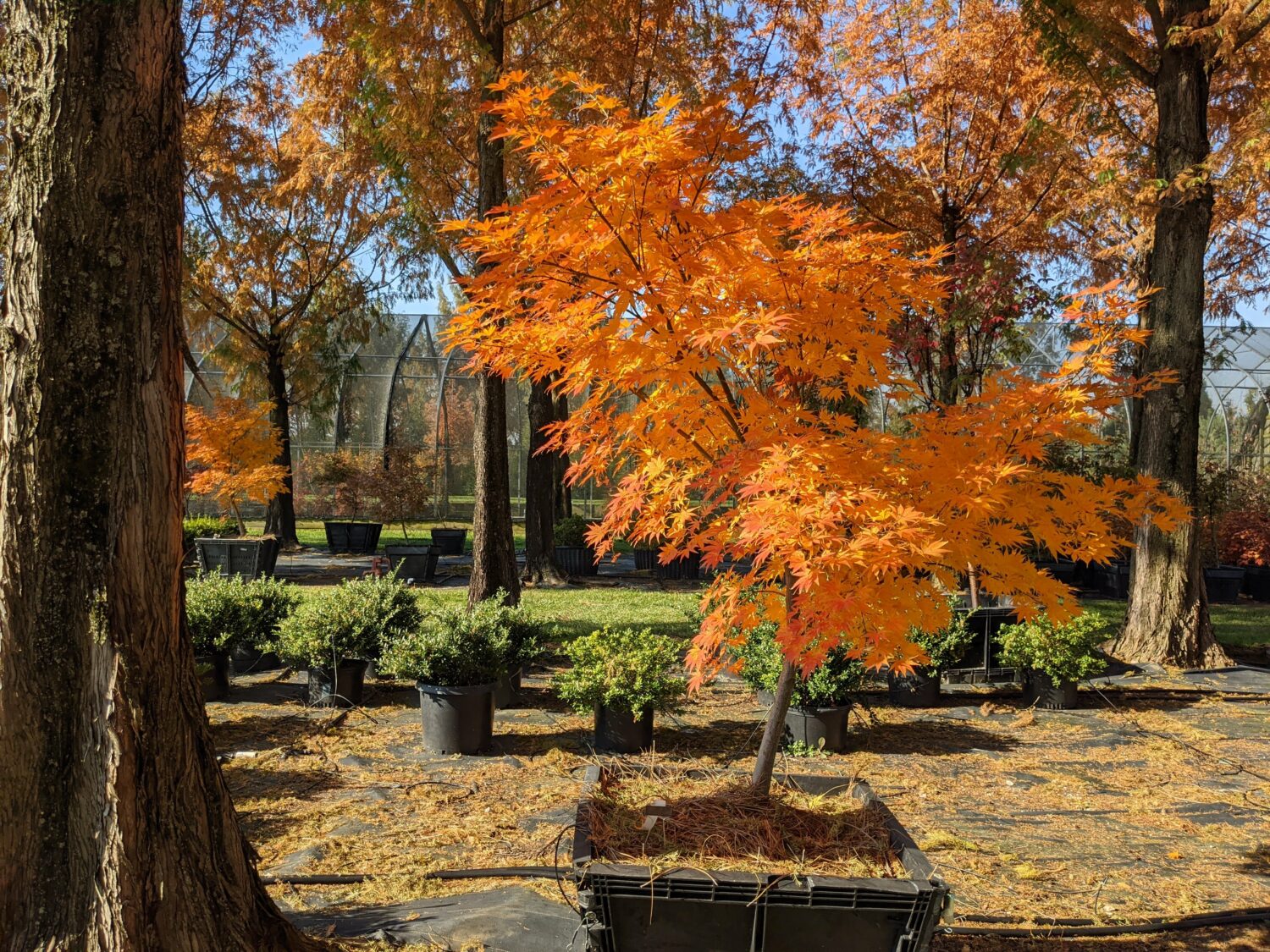 Japanese Maple Nursery In Lancaster, PA | Hanselman Gardens
