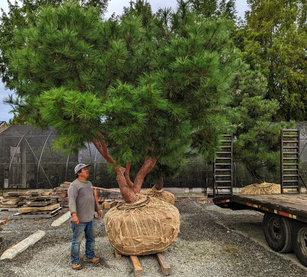 Ornamental Japanese Pine Tree Nursery In Lancaster, PA