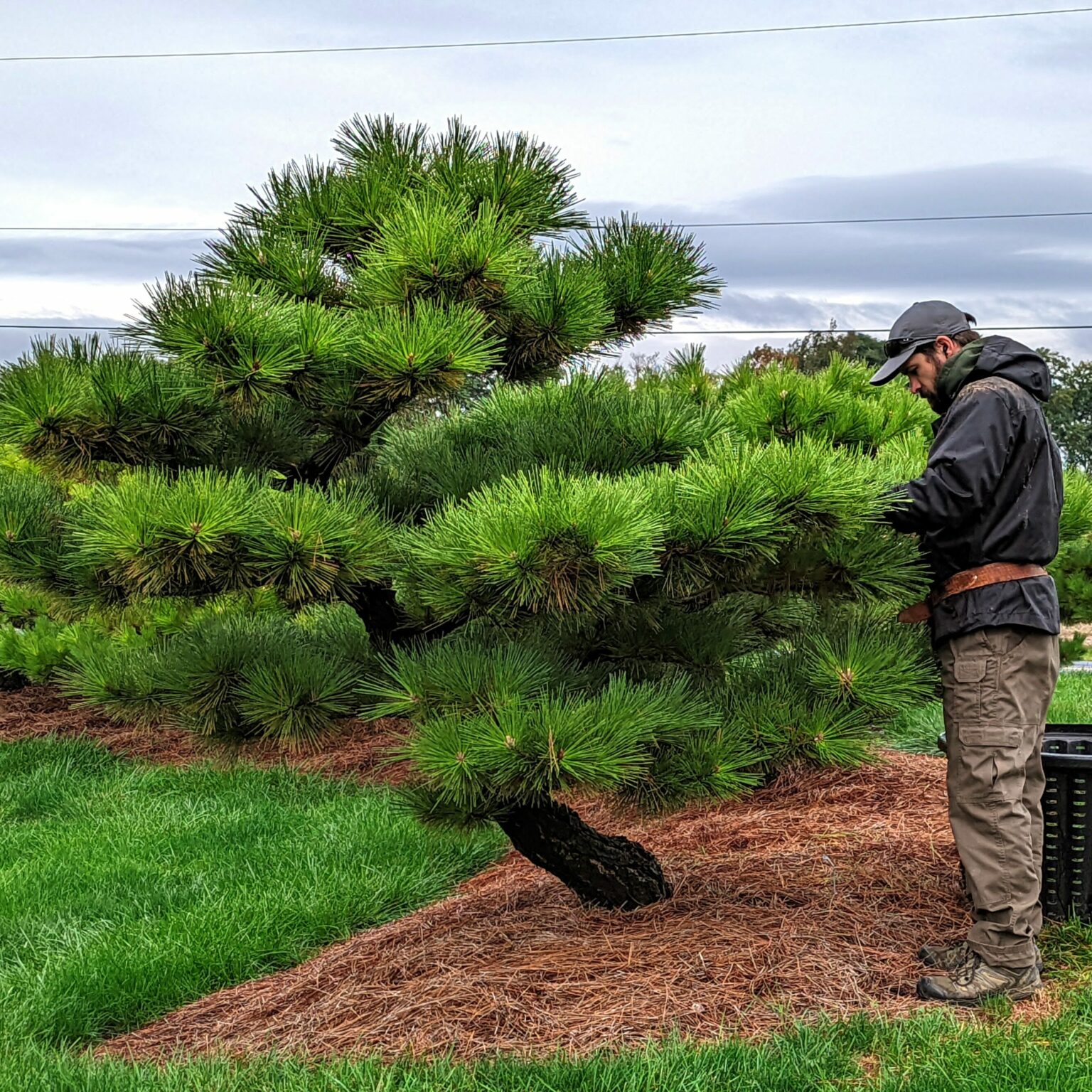 Ornamental Japanese Pine Tree Nursery In Lancaster, PA
