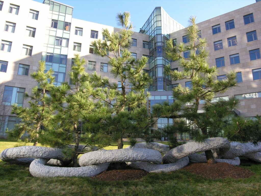 Ornamental Japanese Pine Tree Nursery In Lancaster, PA