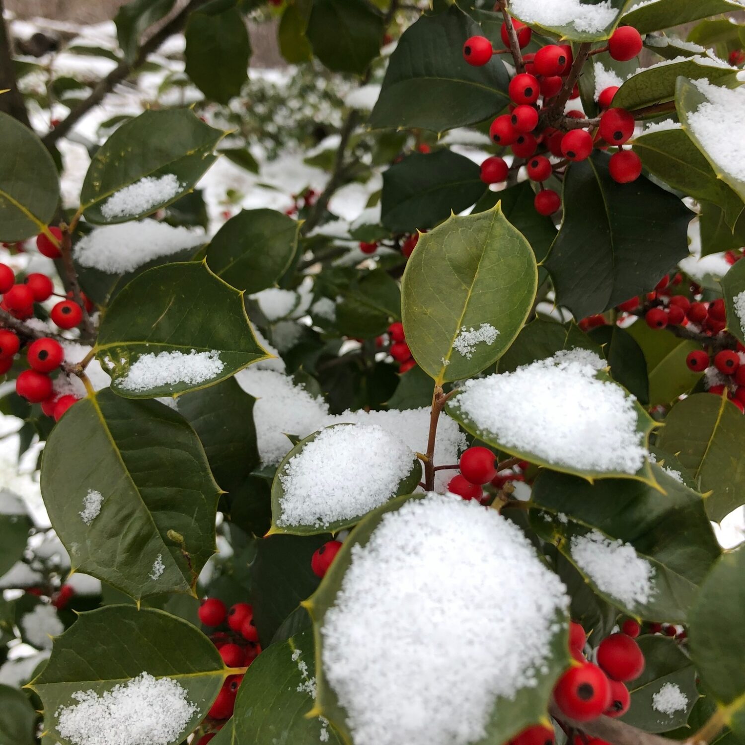 IN FEBRUARY – Hanselman Landscape & Gardens