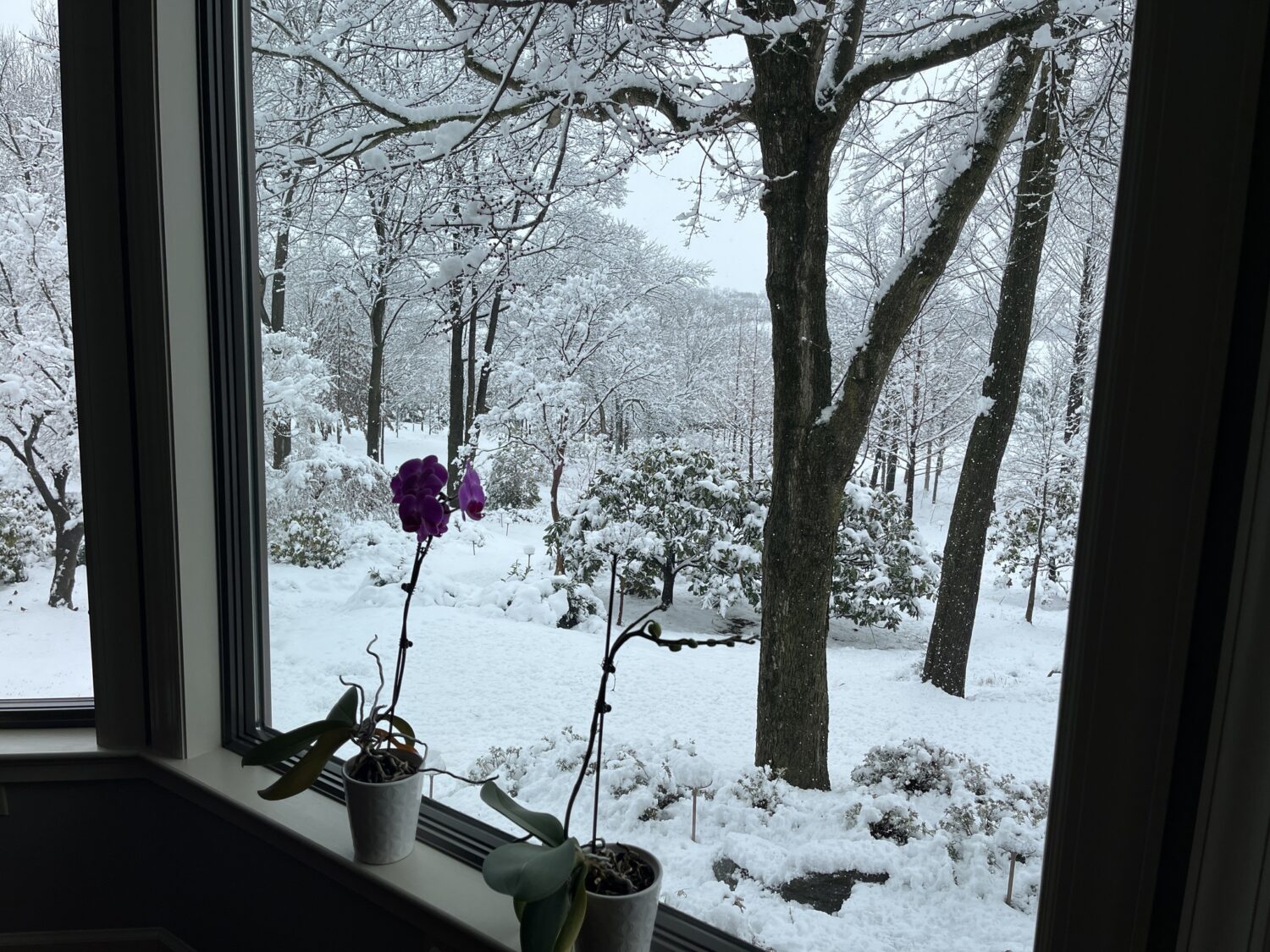 "INSIDE-OUT" GARDEN VIEWS . . . In Winter – Hanselman Landscape & Gardens