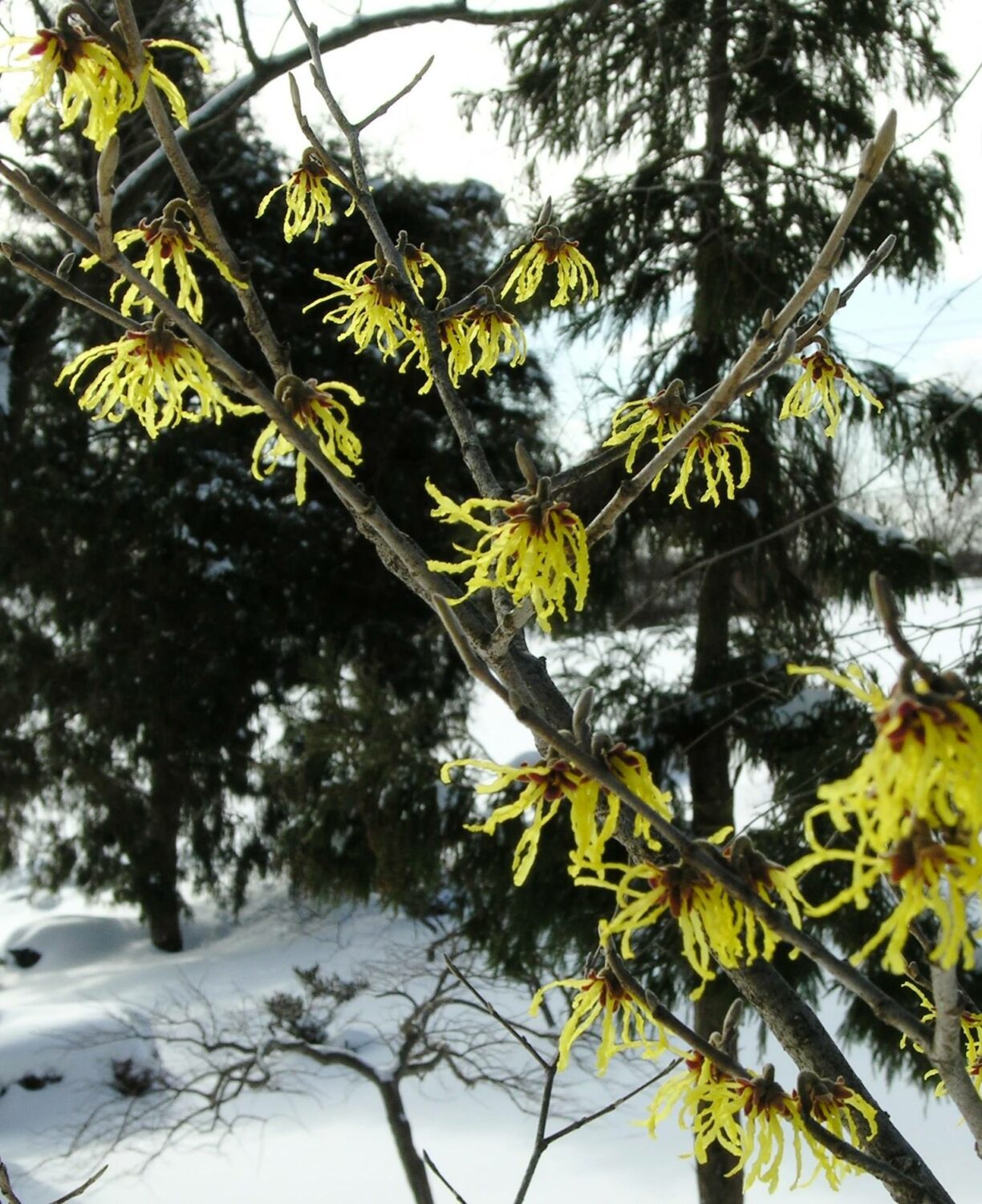 SPRING'S FIRST HERALD: HAMAMELIS 'Arnold's Promise' – Hanselman ...