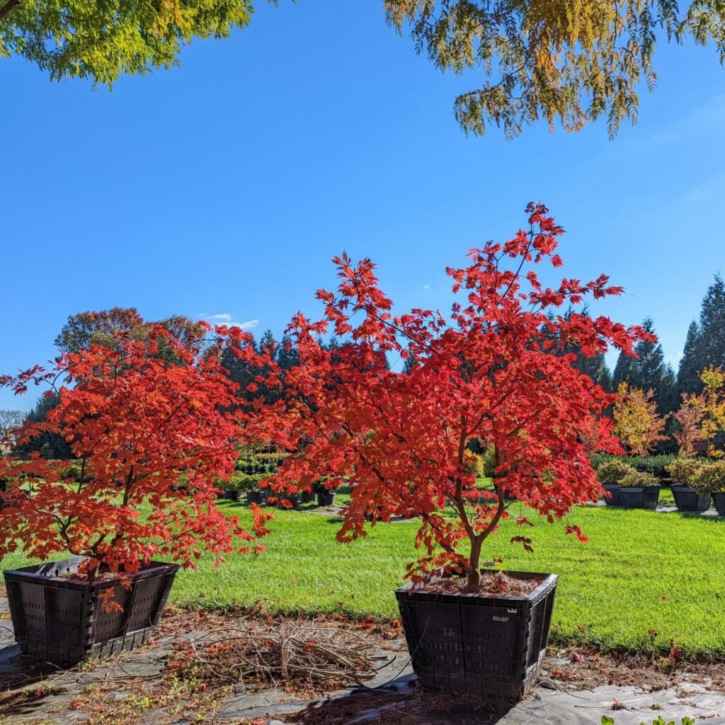Japanese Maple Nursery In Lancaster, PA | Hanselman Gardens