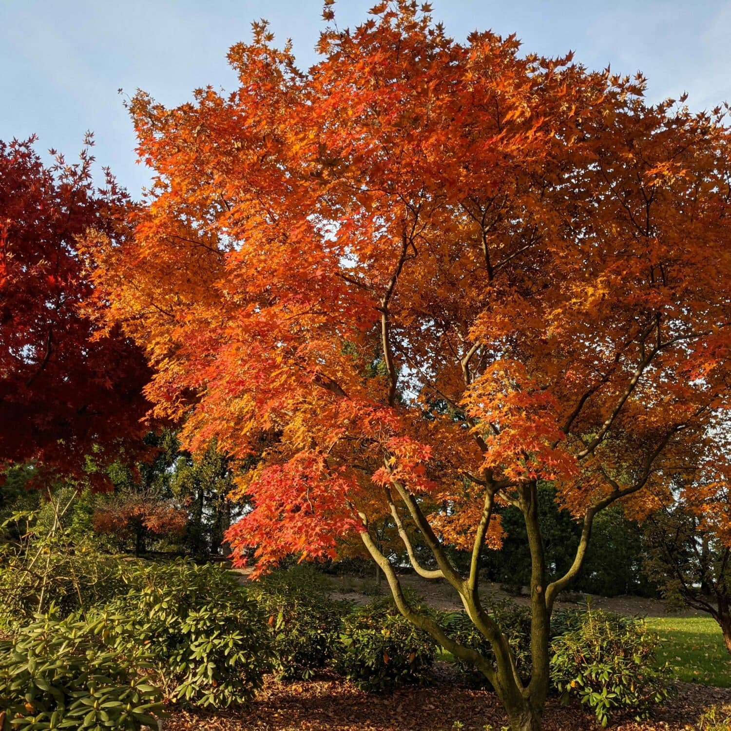 Japanese Maple Nursery In Lancaster, PA | Hanselman Gardens