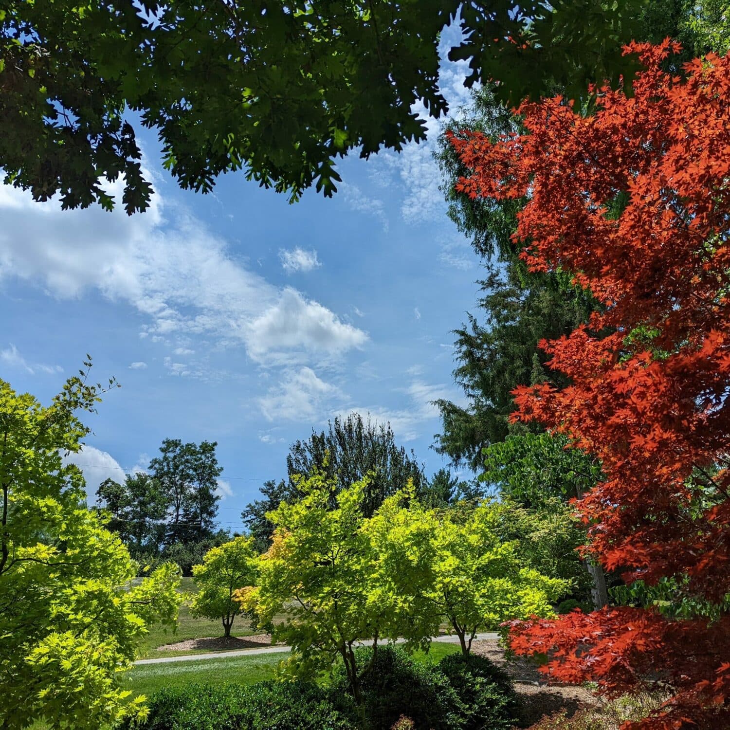 Japanese Maple Nursery In Lancaster, PA | Hanselman Gardens