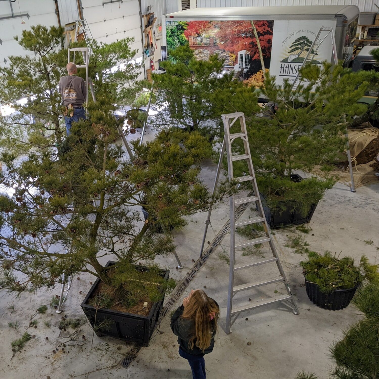 Professional Tree And Shrub Pruning Services In Lancaster, PA ...