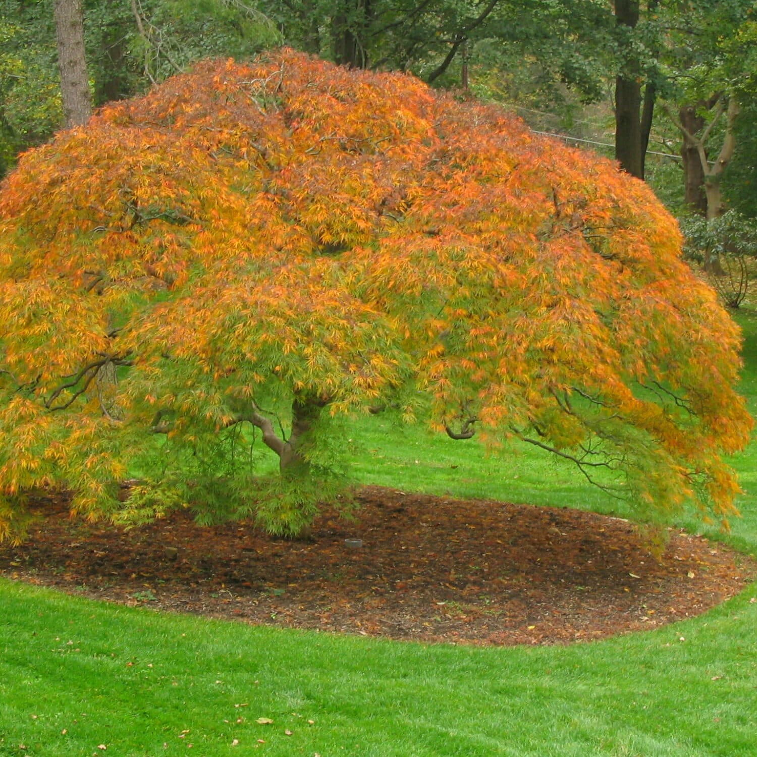 Professional Tree And Shrub Pruning Services In Lancaster, PA ...
