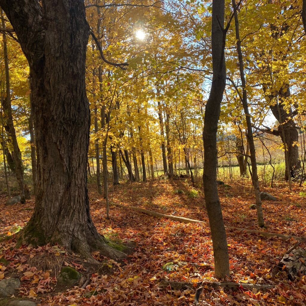 An Autumn Walk – Hanselman Landscape & Gardens