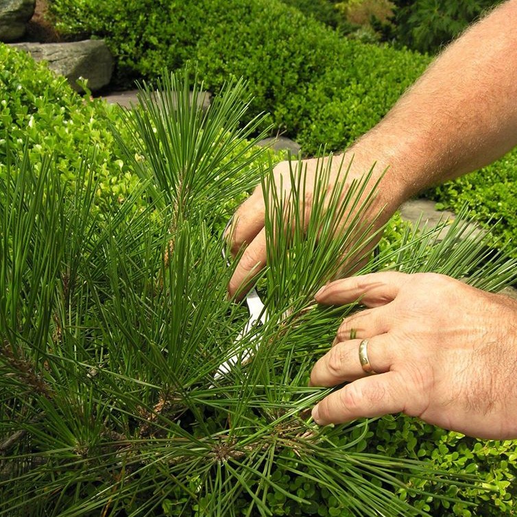 A Fine Time For Pines: Prepairing Your Specimen Pines For Center Stage ...