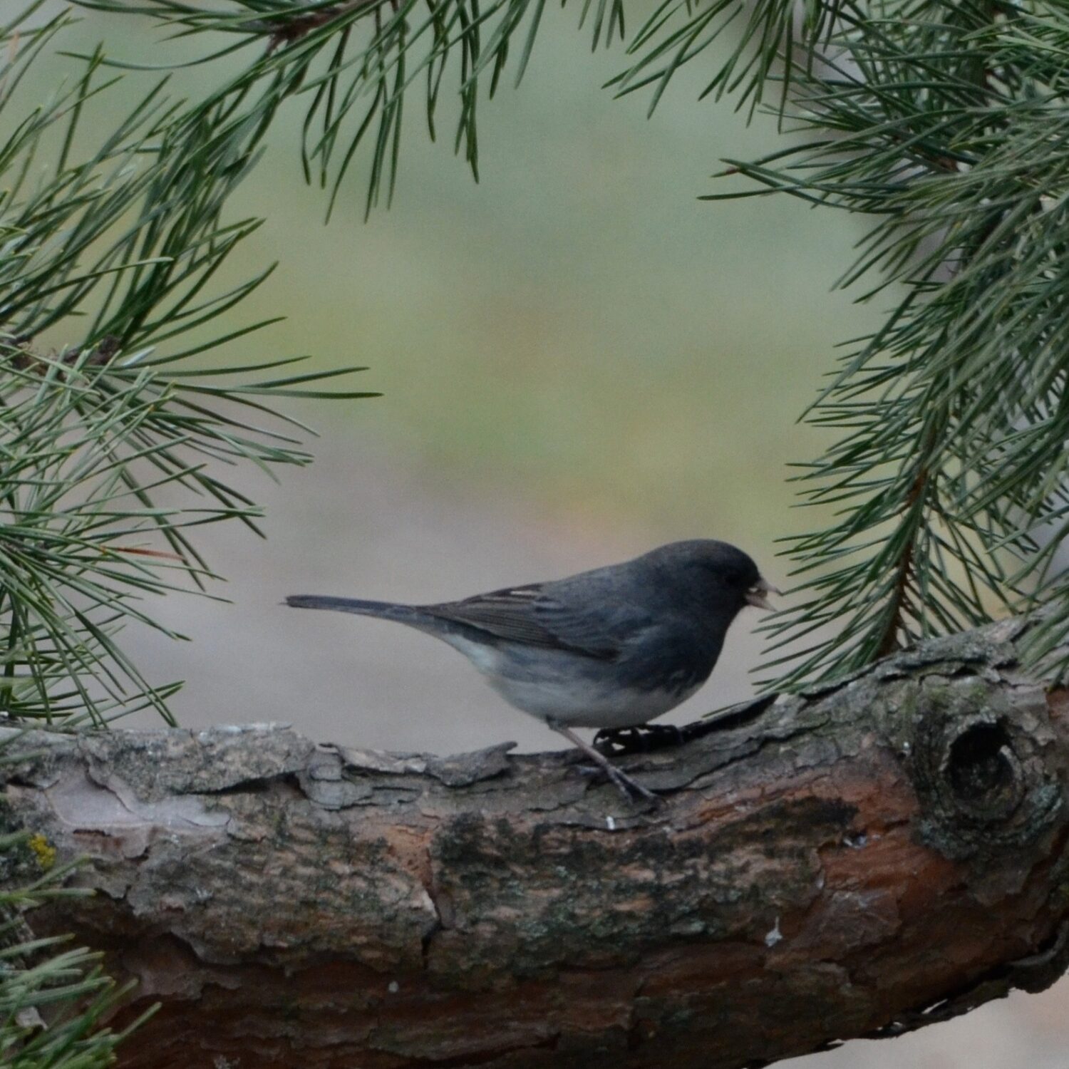 Joy In January.... – Hanselman Landscape & Gardens