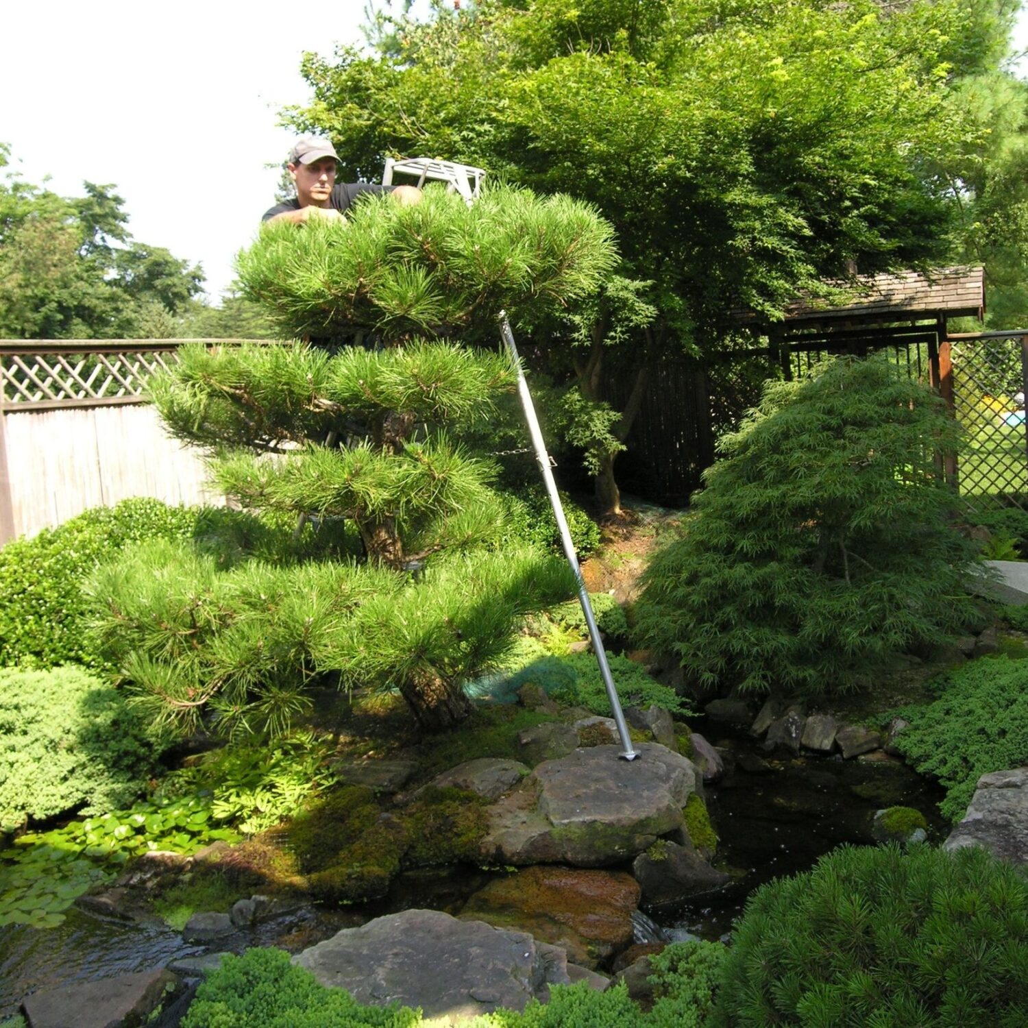 A Fine Time For Pine: Preparing Your Specimen Pines For Center Stage ...