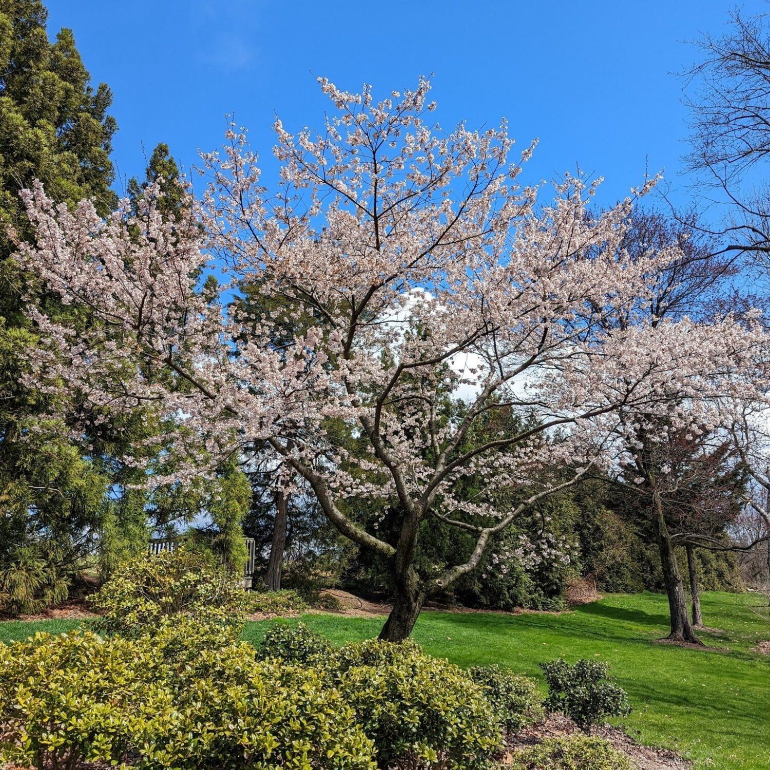 Spring Wind – Hanselman Landscape & Gardens