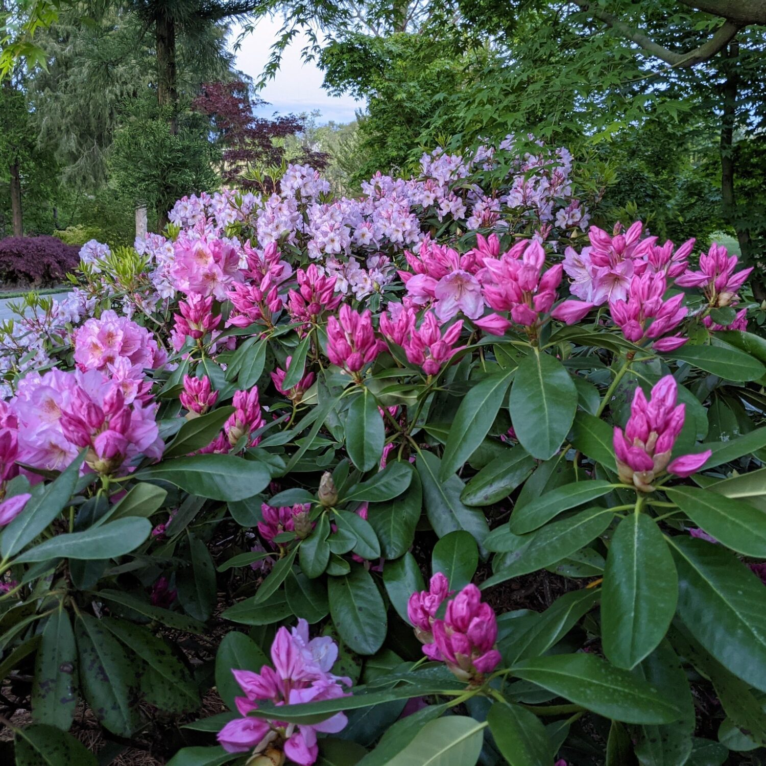 A Garden's Greatest Gift – Hanselman Landscape & Gardens