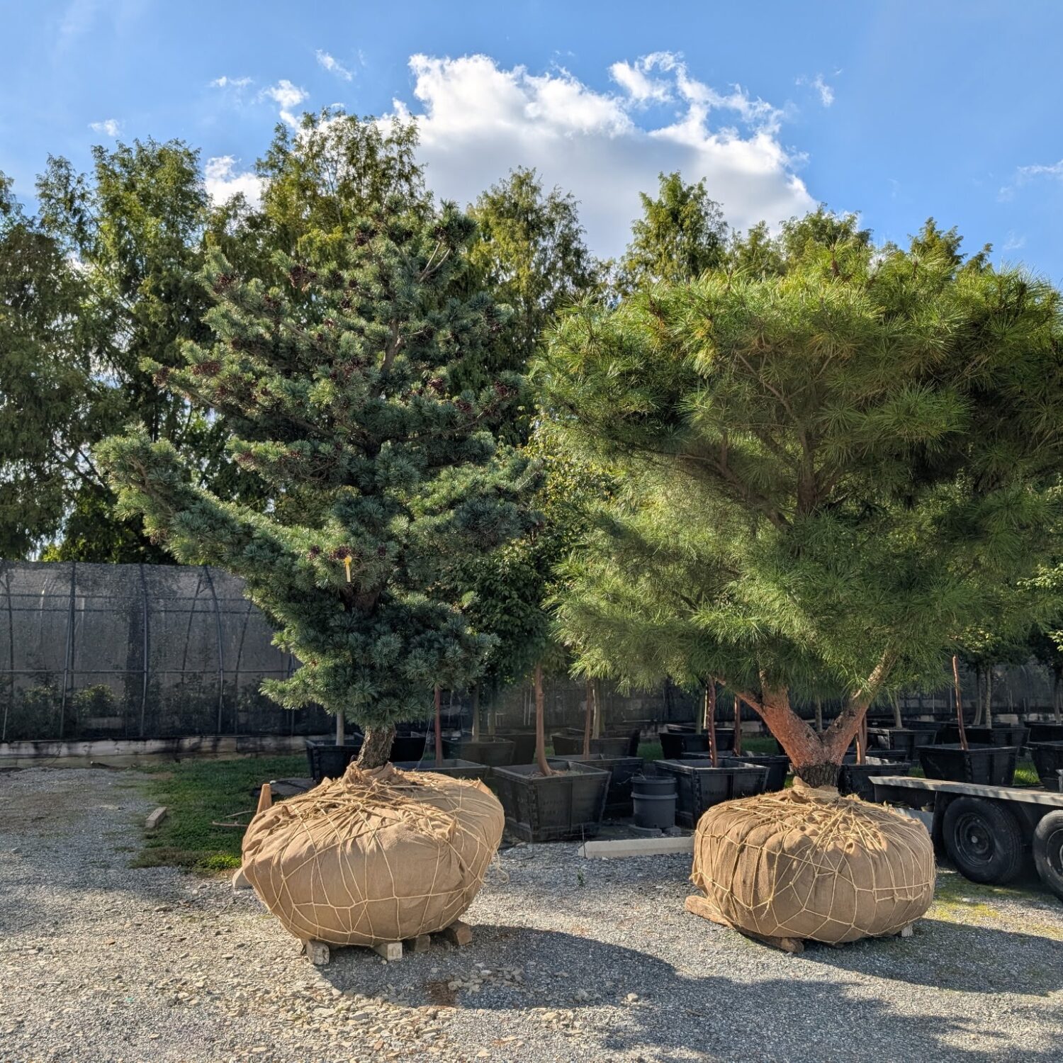 A Tree-Mendous Time For Trees – Hanselman Landscape & Gardens